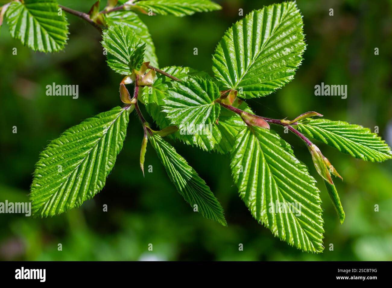 Fresh leaves of carpinus betulus in spring. Common hornbeam Stock Photo ...