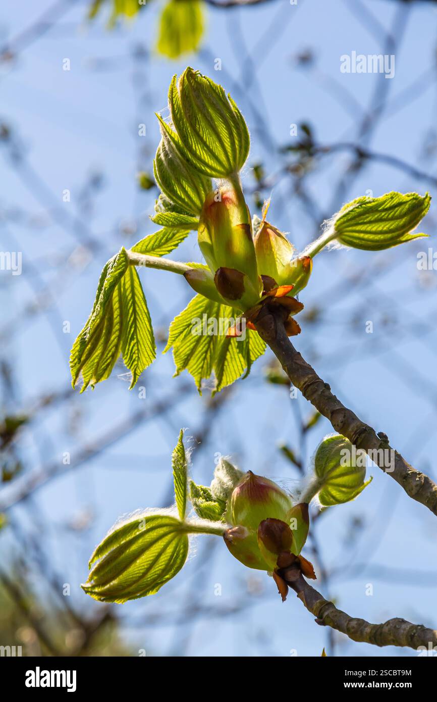 Green Chestnut Leaves in beautiful light. Spring season, spring colors ...