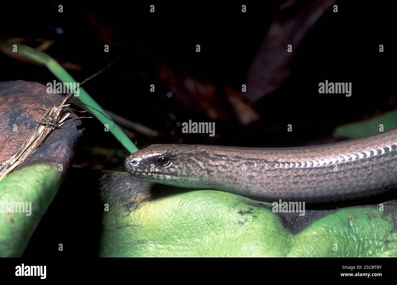Copper lizards hi-res stock photography and images - Alamy