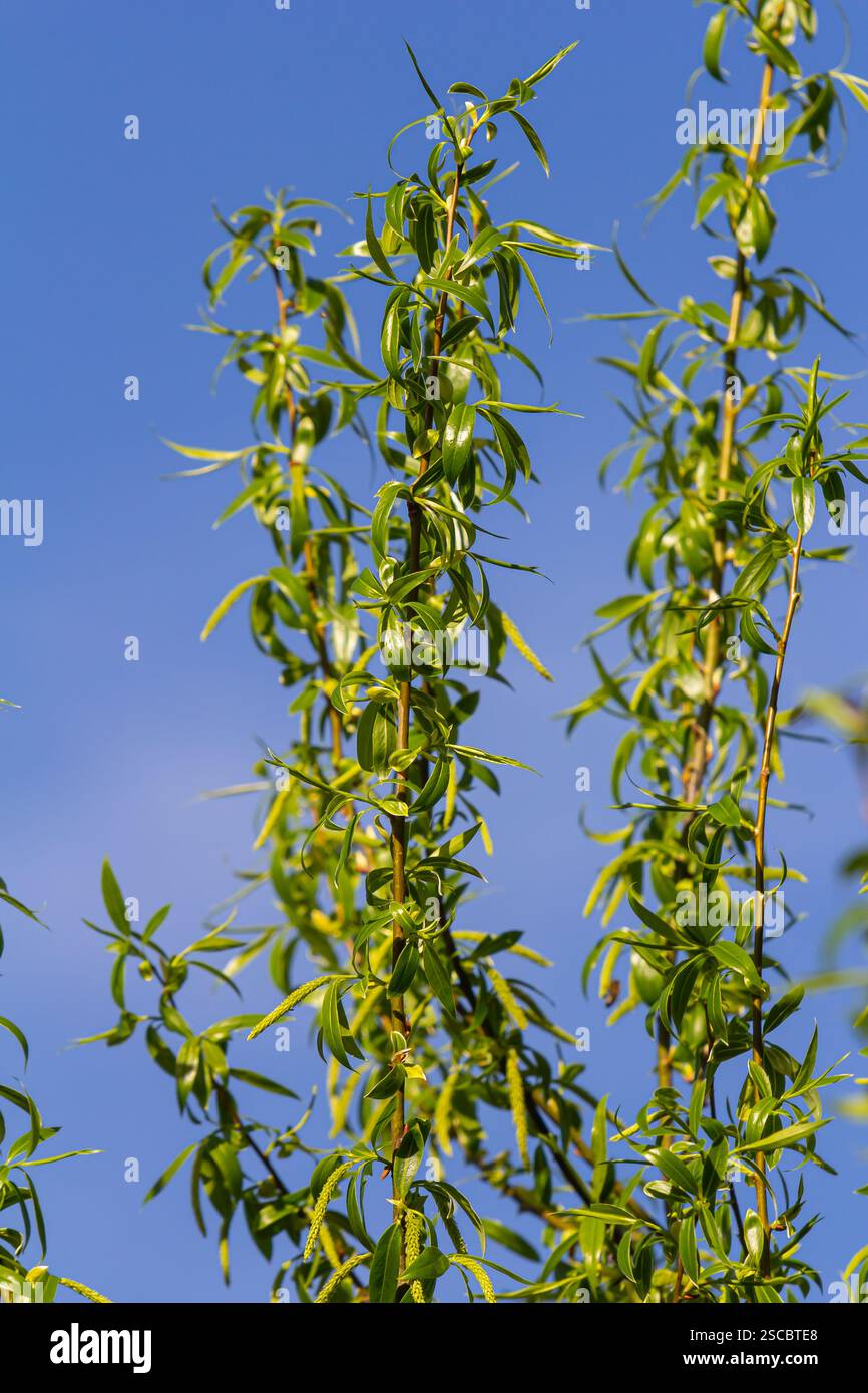 Spring beautiful willow branches hi-res stock photography and images ...