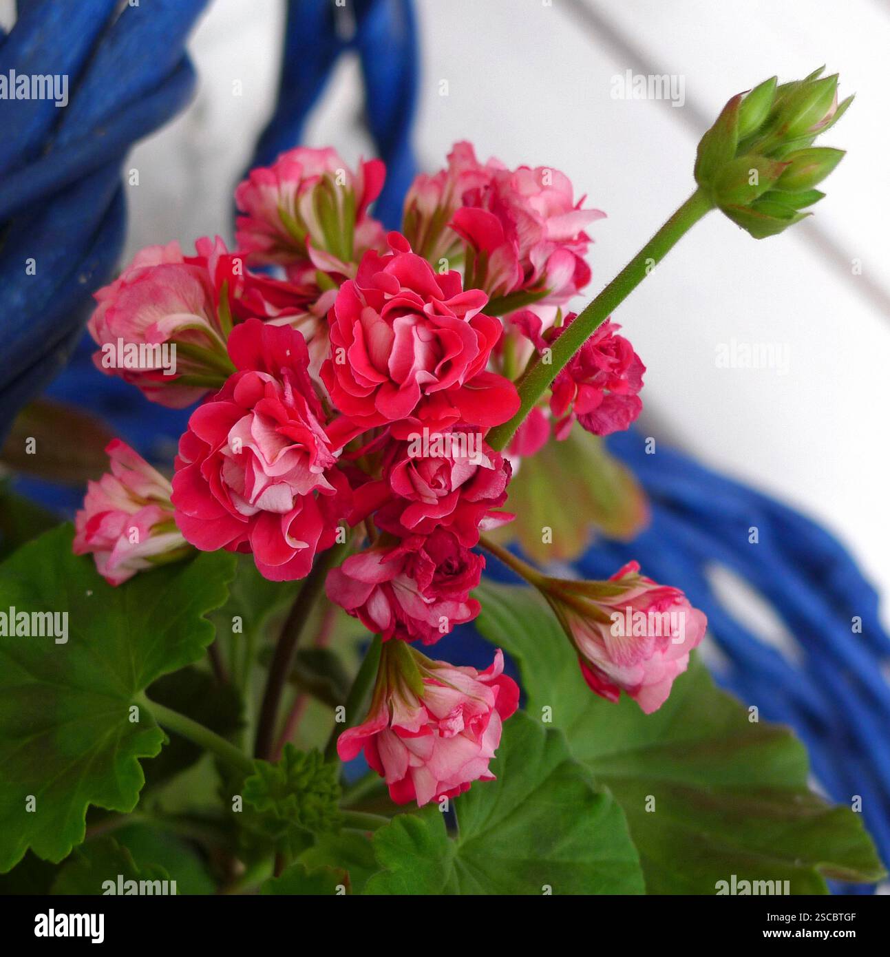 Geranium houseplant hi-res stock photography and images - Alamy