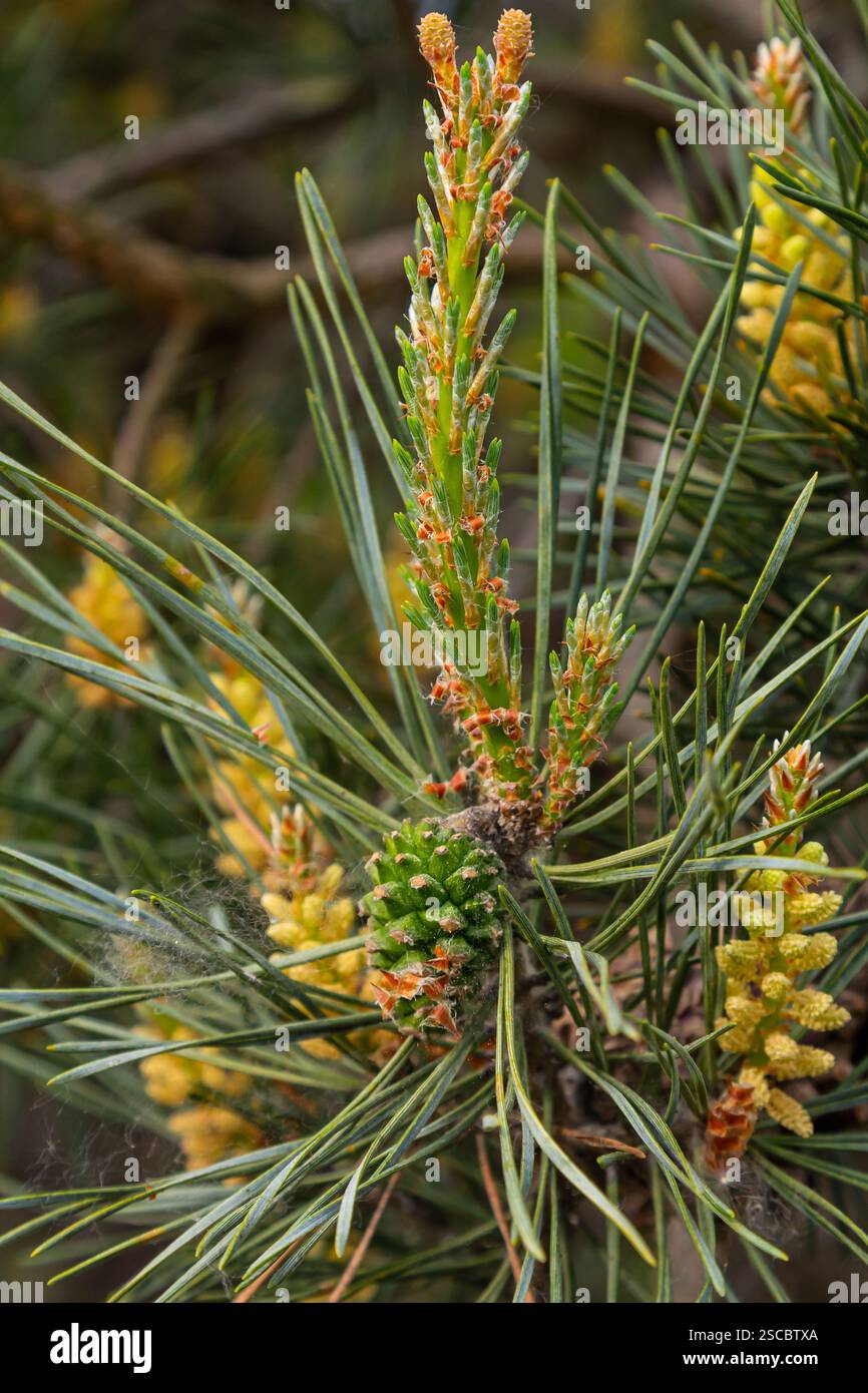 Selective focus of detail of ovoid and orange shoots of Pinus pinea and ...