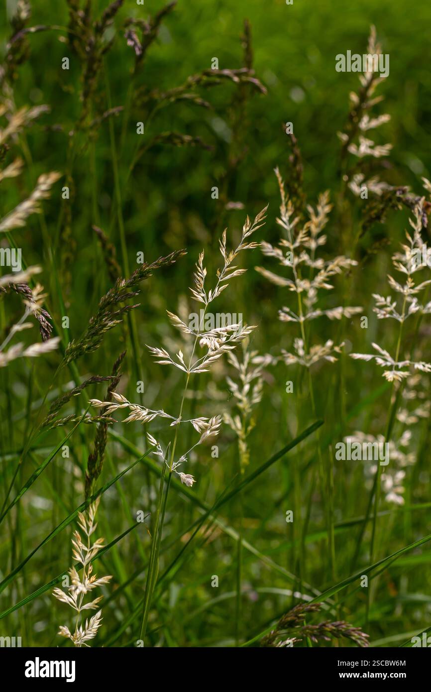 Calamagrostis arundinacea is a species of bunch grass in the family ...