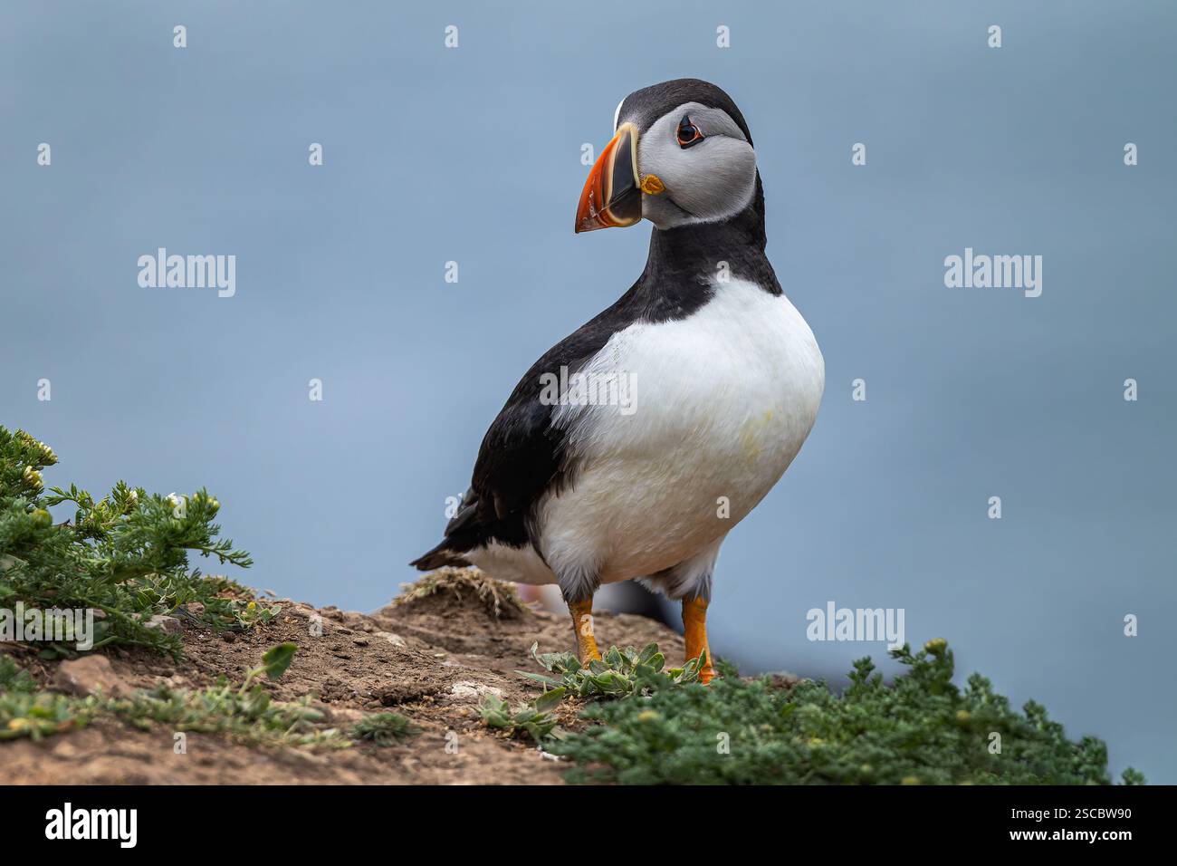 Puffin environment hi-res stock photography and images - Alamy