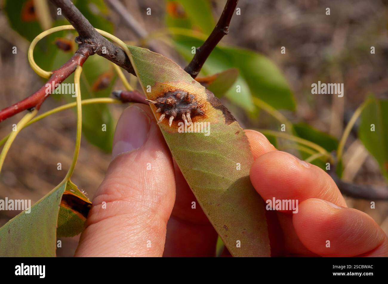 A close-up shot shows a hand holding a pear leaf with a noticeable gall ...