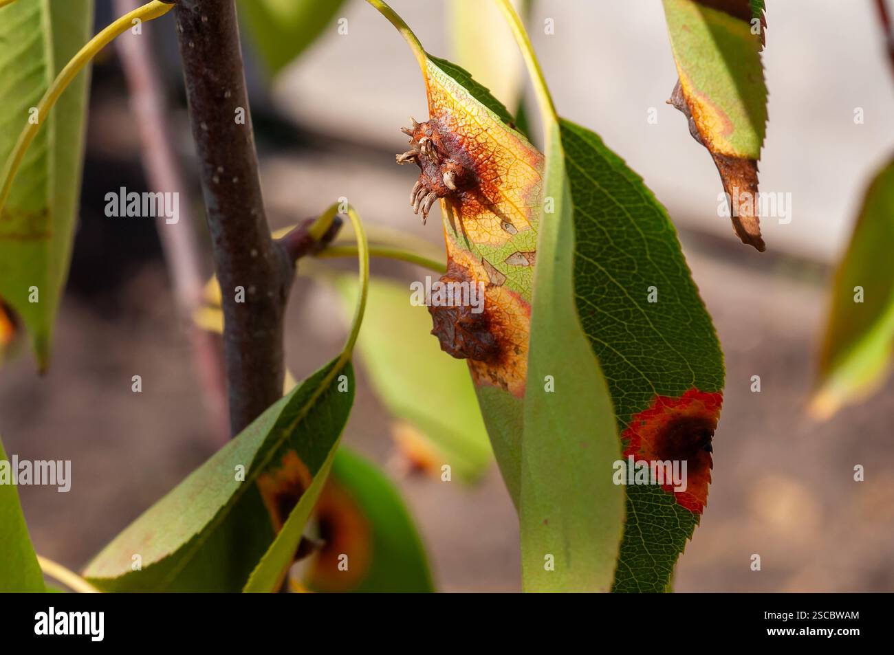 Pear tree leaves with discoloration and spots, showing signs of ...