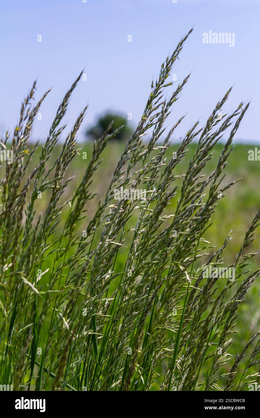 Poa trivialis rough bluegrass, rough-stalked meadow-grass or rough ...
