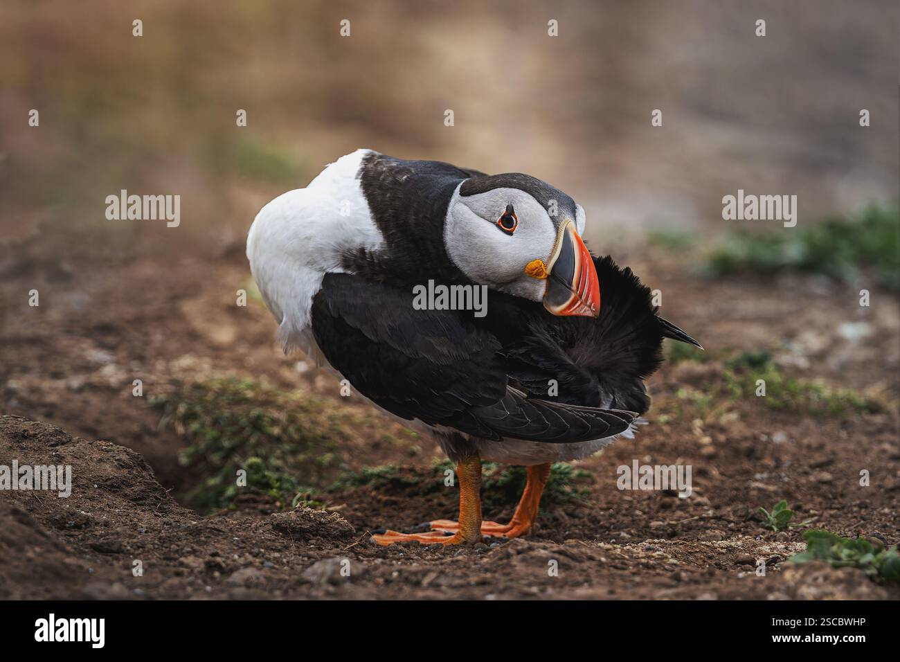 Puffin environment hi-res stock photography and images - Alamy