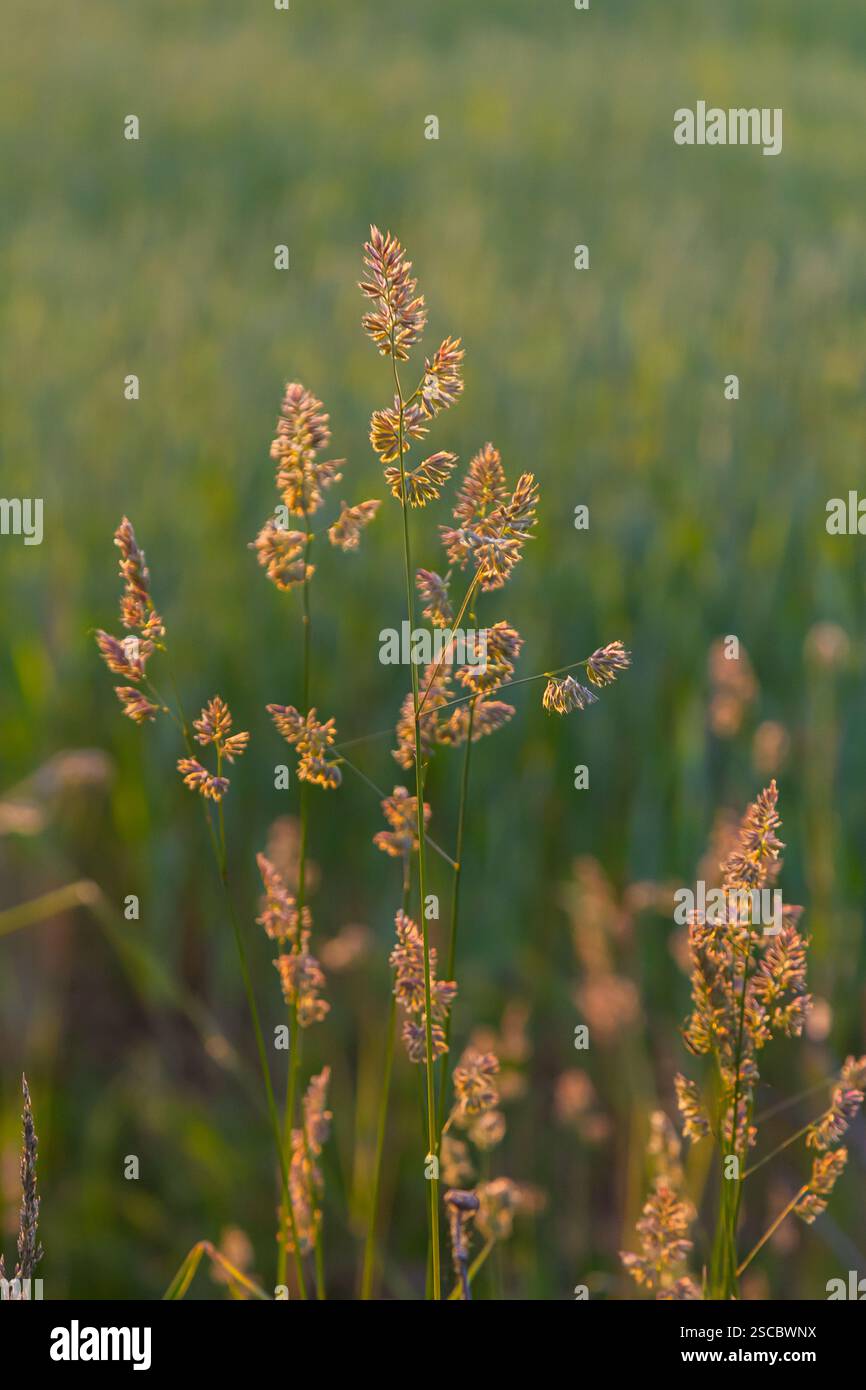 Plant Dactylis against green grass. In the meadow blooms valuable ...