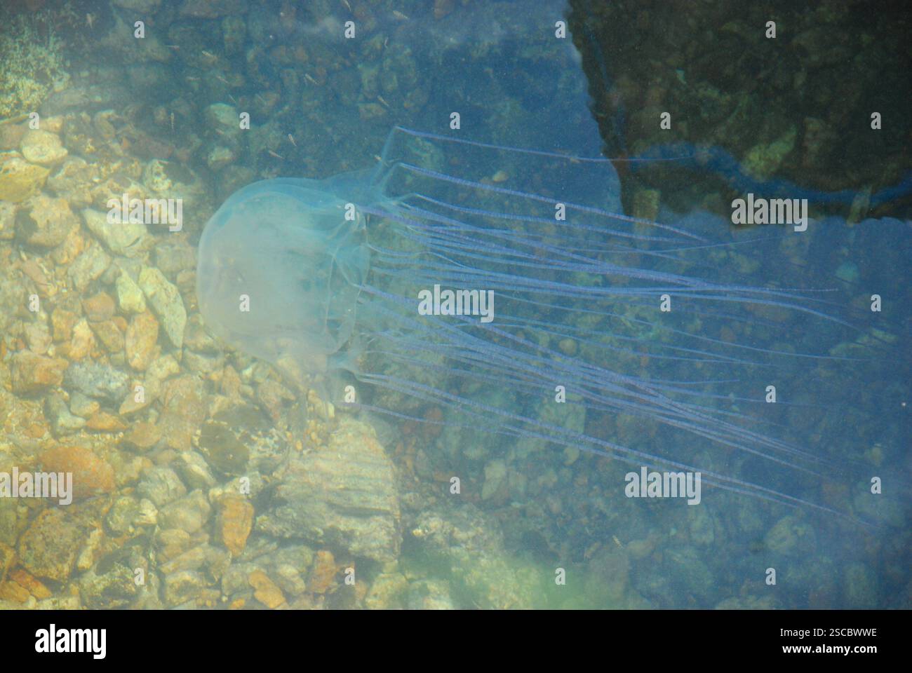 Box jellyfish (Chironex fleckeri) in the sea - Philippines, Coron ...