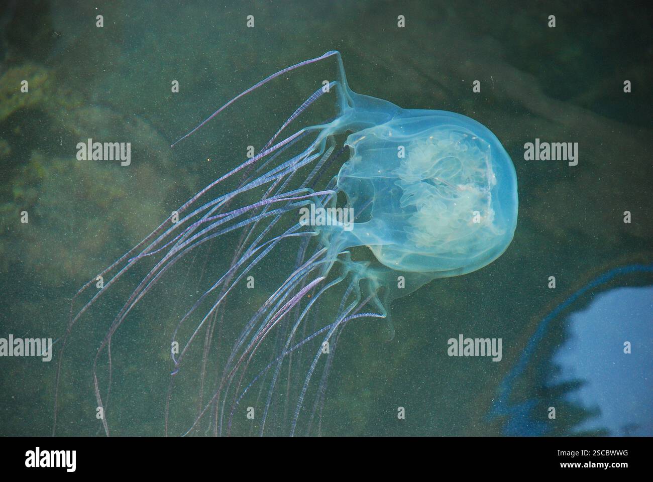 Box jellyfish (Chironex fleckeri) swimming in the sea - Philippines ...