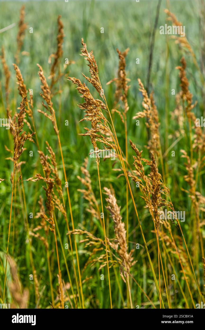 Poa trivialis rough bluegrass, rough-stalked meadow-grass or rough ...