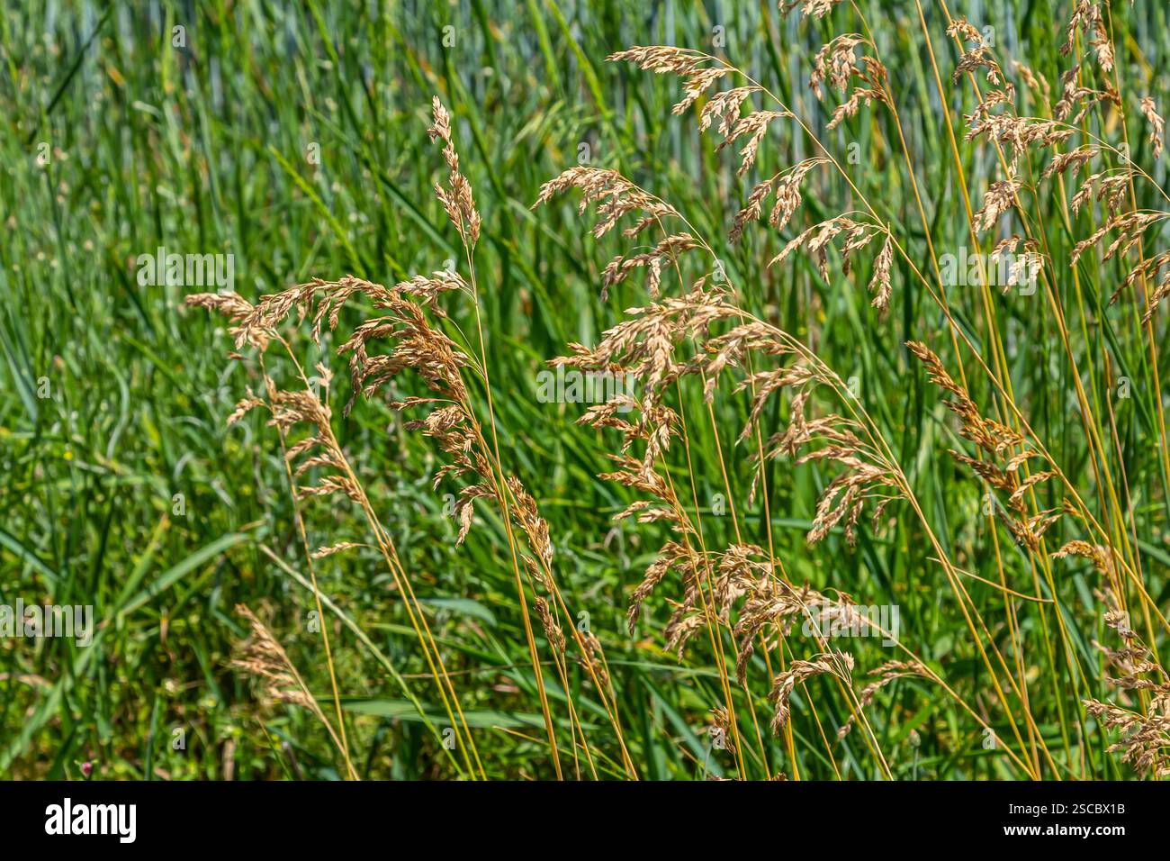 Poa trivialis rough bluegrass, rough-stalked meadow-grass or rough ...