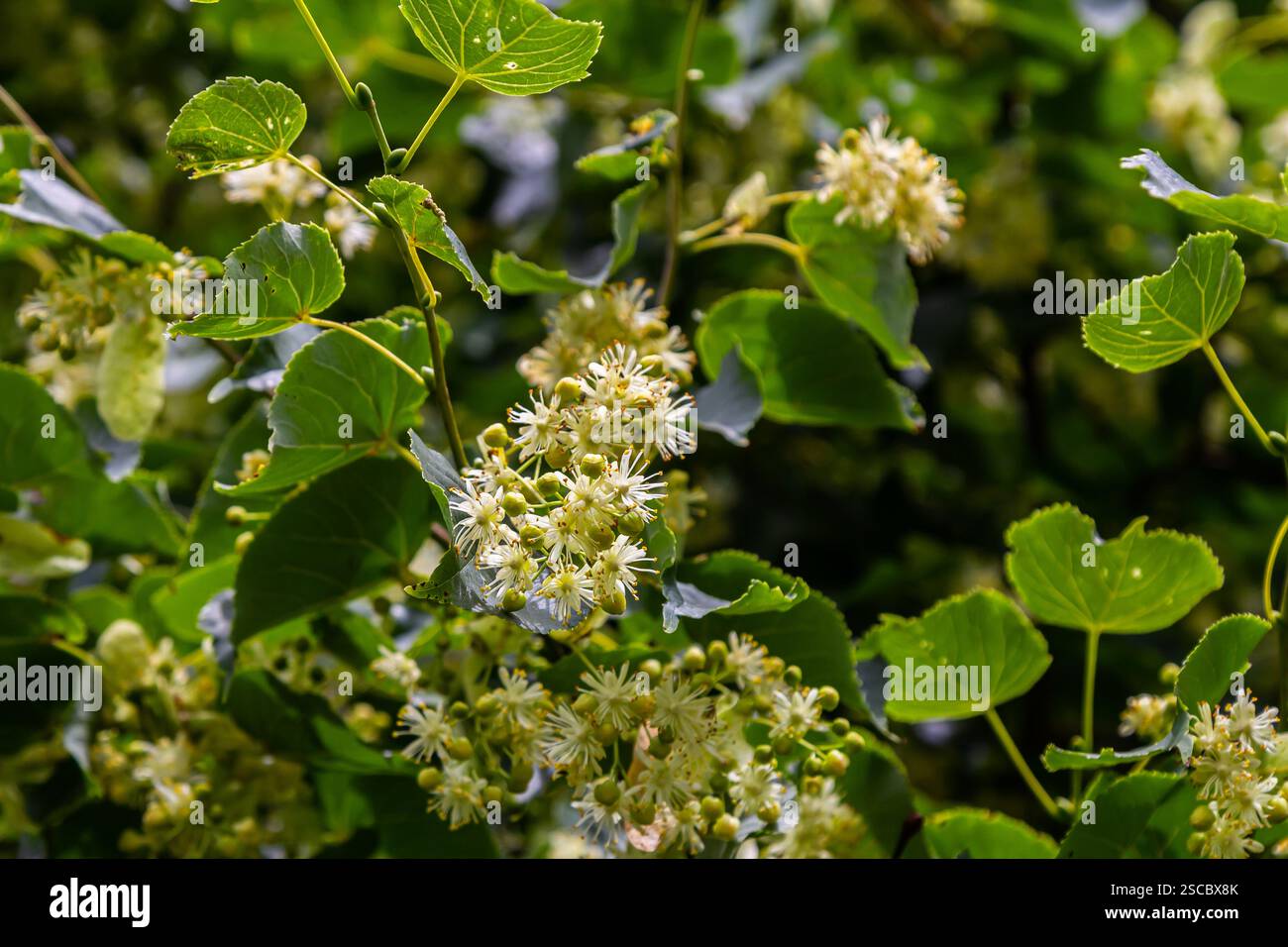 Linden, linden blossom with green leaves on a tree in summer Stock ...