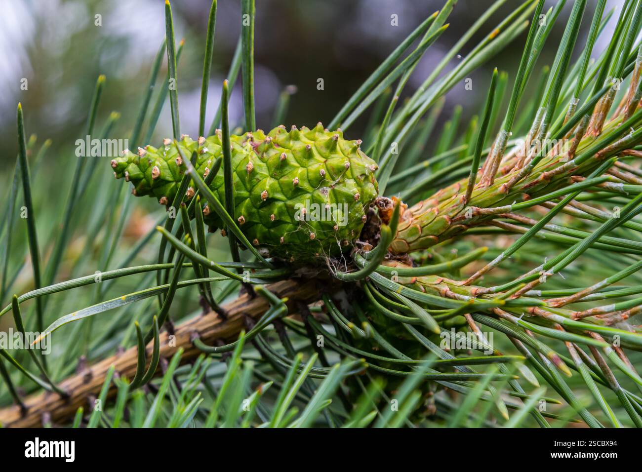a small-growing cedar pine.Pinus pumila with big green cones in a sunny ...