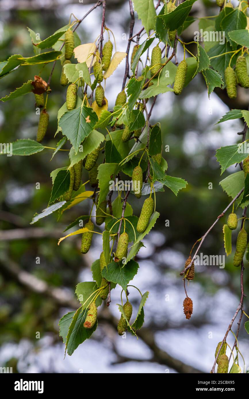 Detail of leafs and blossom of Betula pendula tree, silver birch Stock ...