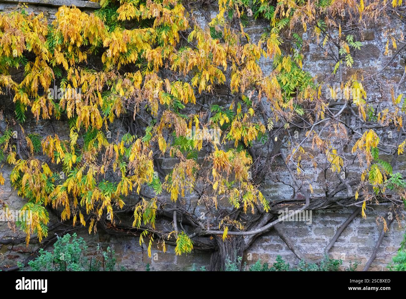 The colourful autumn leaves of a climbing Wisteria - John Gollop Stock ...