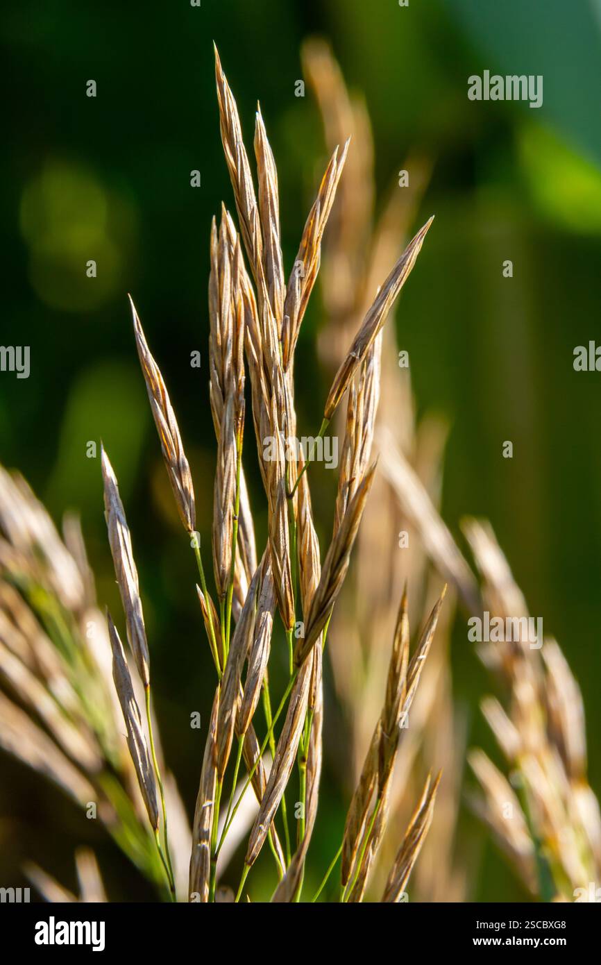 Bromegrass seed heads with blurry background. Bromus is a large genus ...