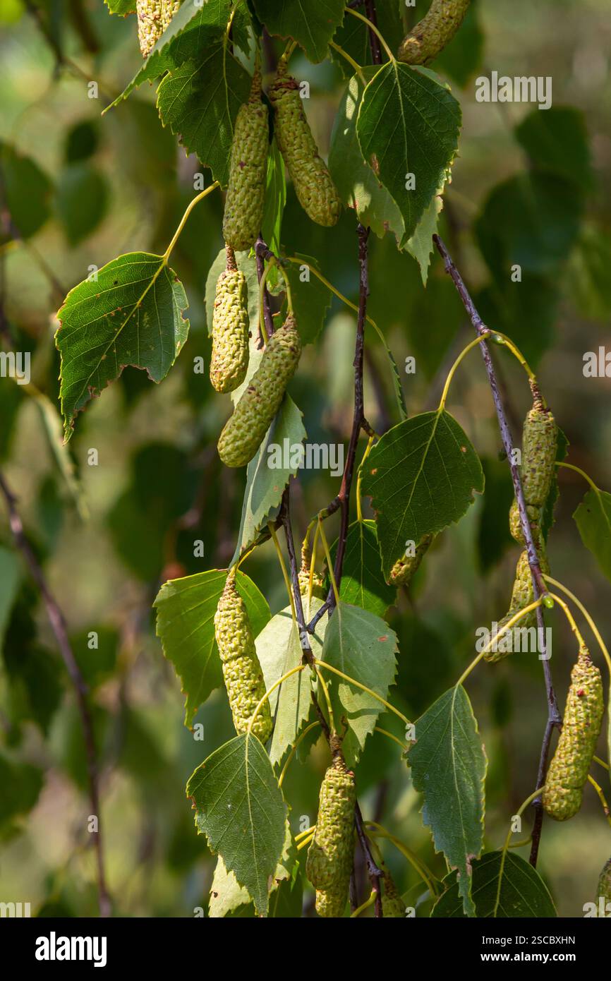 Detail of leafs and blossom of Betula pendula tree, silver birch Stock ...
