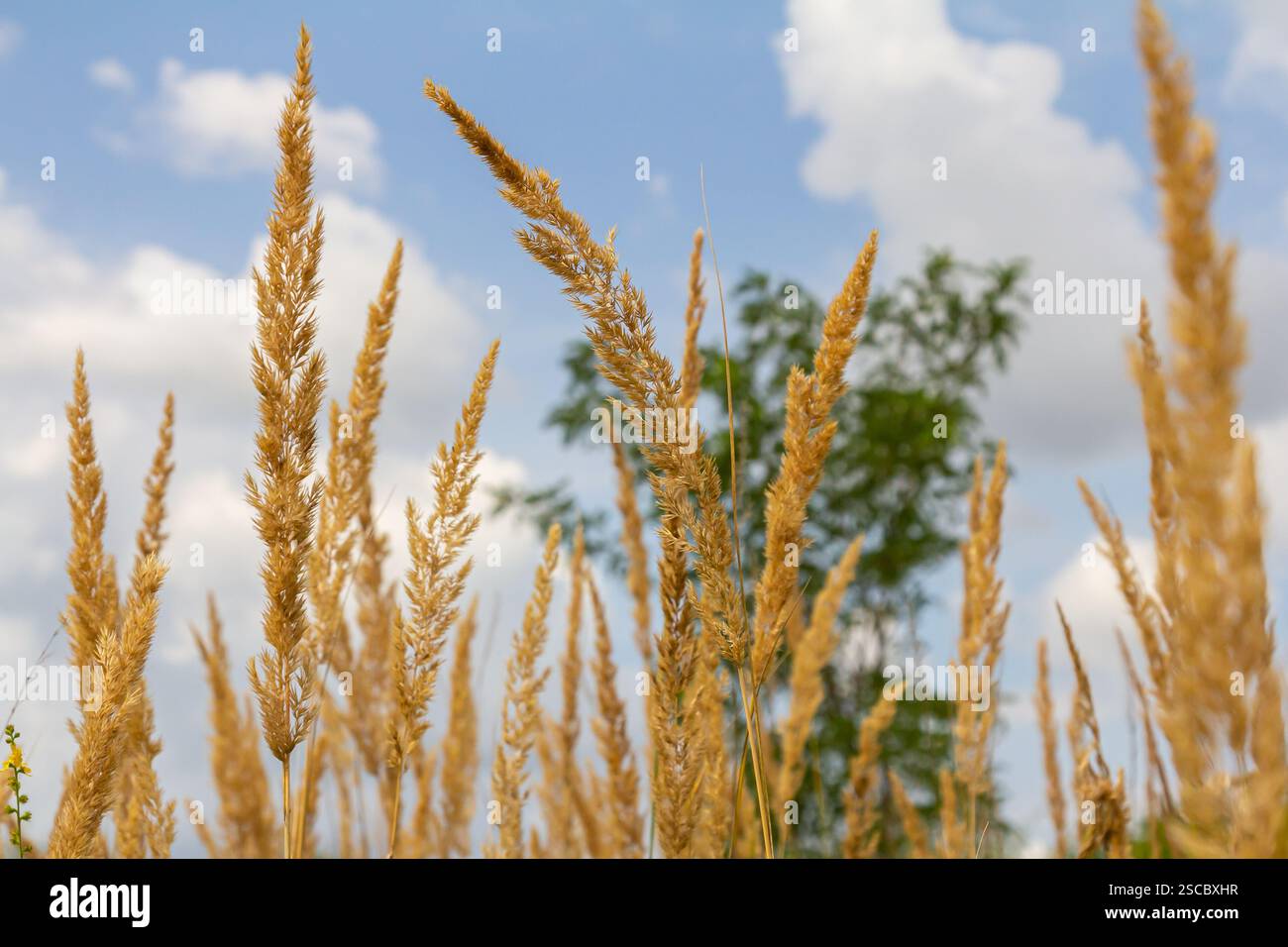 Inflorescence of wood small-reed Calamagrostis epigejos on a meadow ...