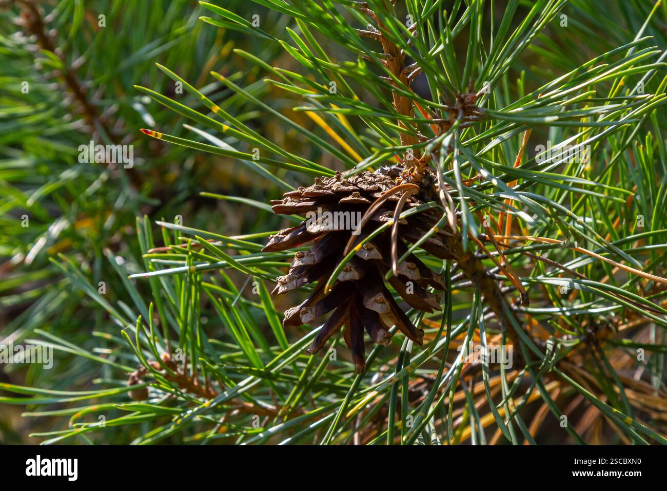 Pinus sylvestris branch with cones in natural environment Stock Photo ...