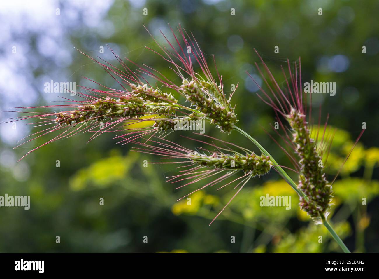 Echinochloa crus-galli, commonly known as cockspur or cockspur grass ...