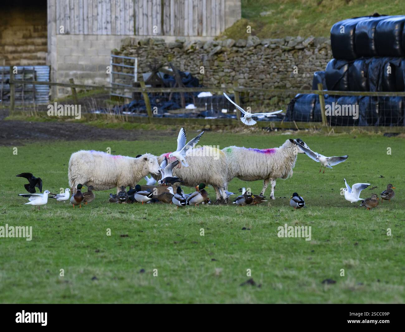 Sheep in field & variety of greedy hungry flying birds flocking ...