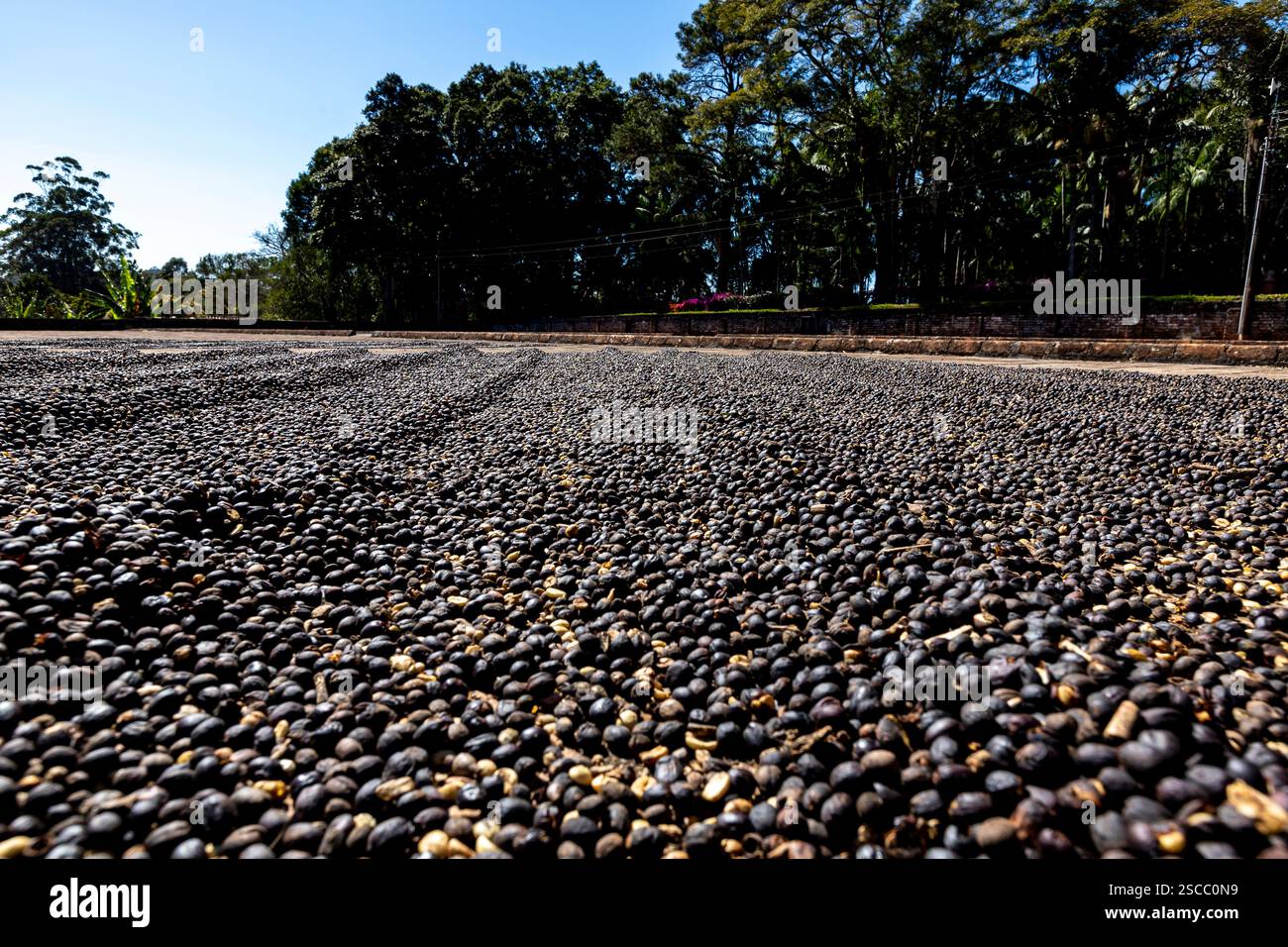 the process of drying coffee beans. natural process. drying coffee ...