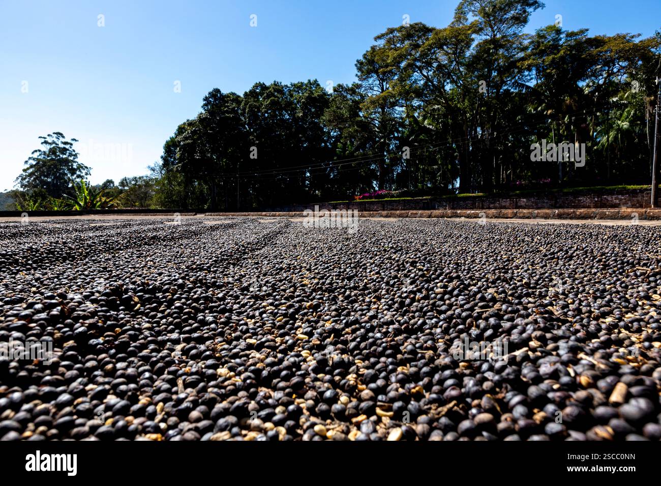 the process of drying coffee beans. natural process. drying coffee ...