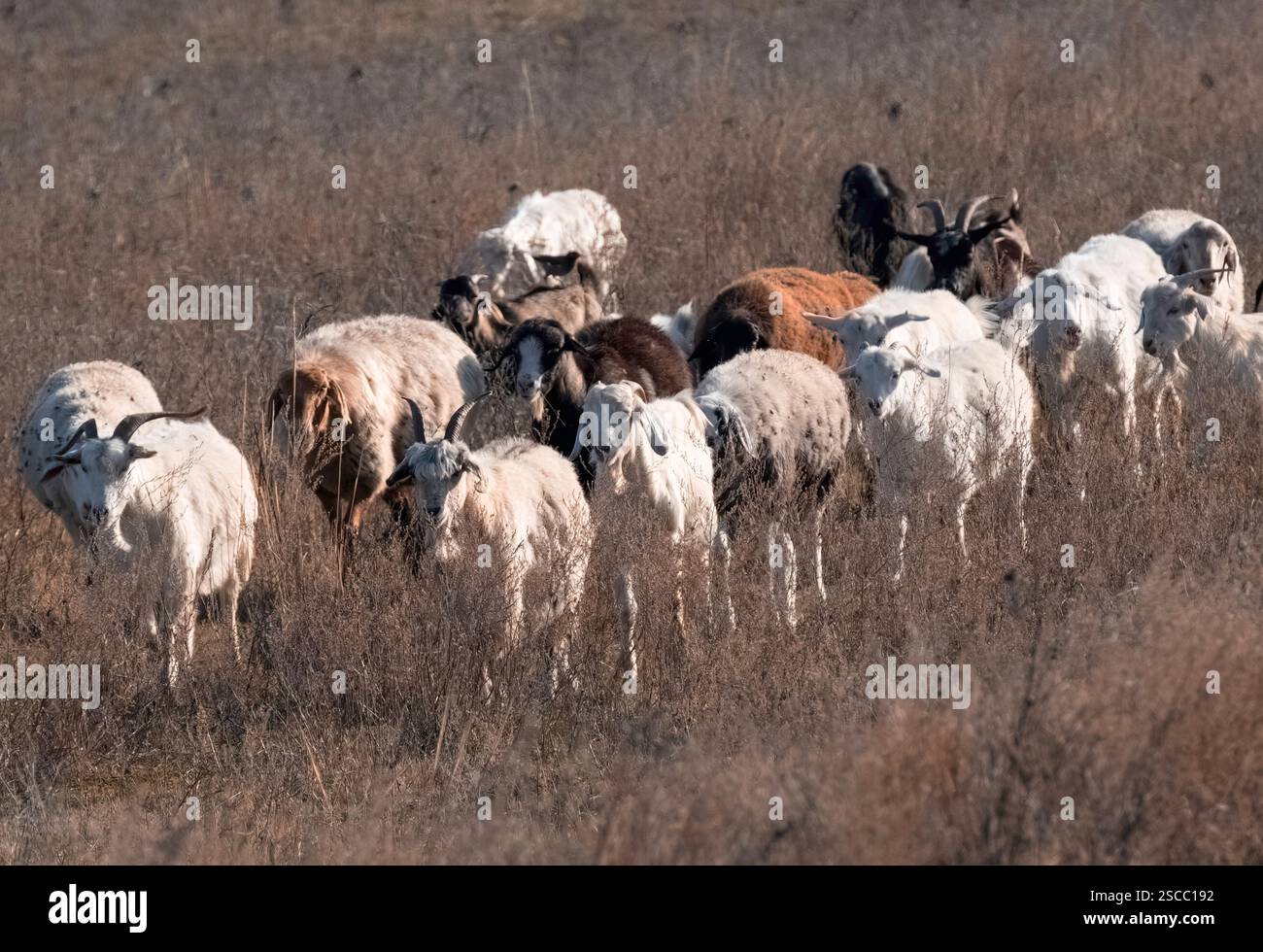 Goats grazing in dry hi-res stock photography and images - Alamy