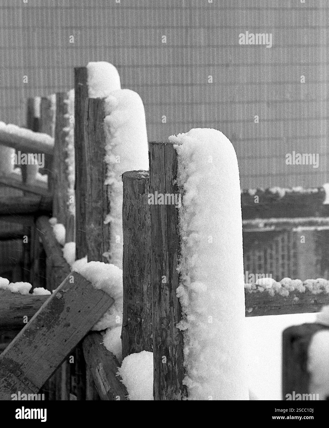 Timber in the snow in Berlin Stock Photo - Alamy