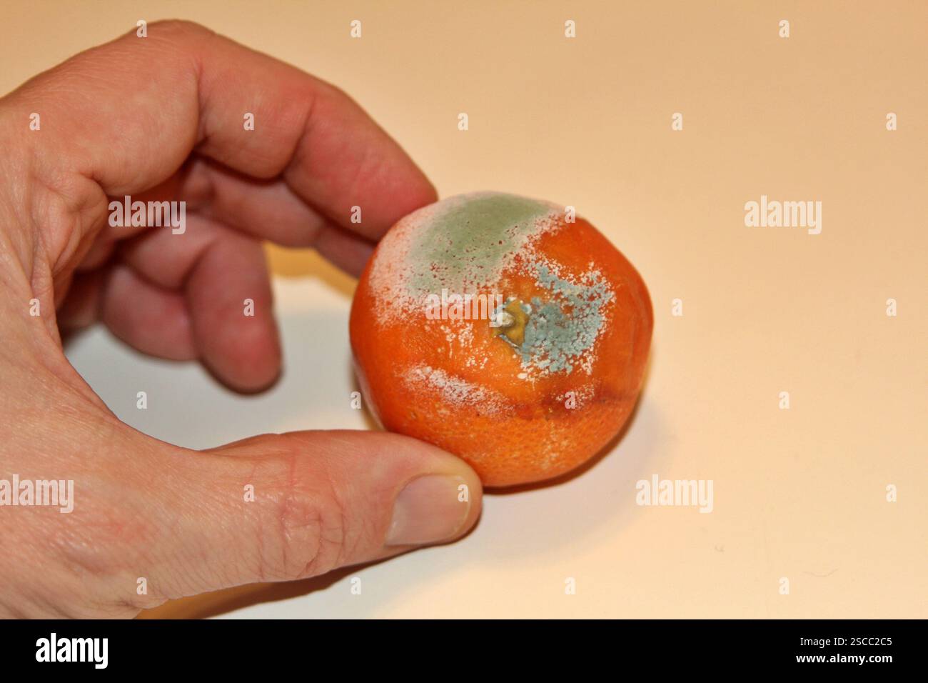 Hand showing a tangerine decomposed Stock Photo - Alamy