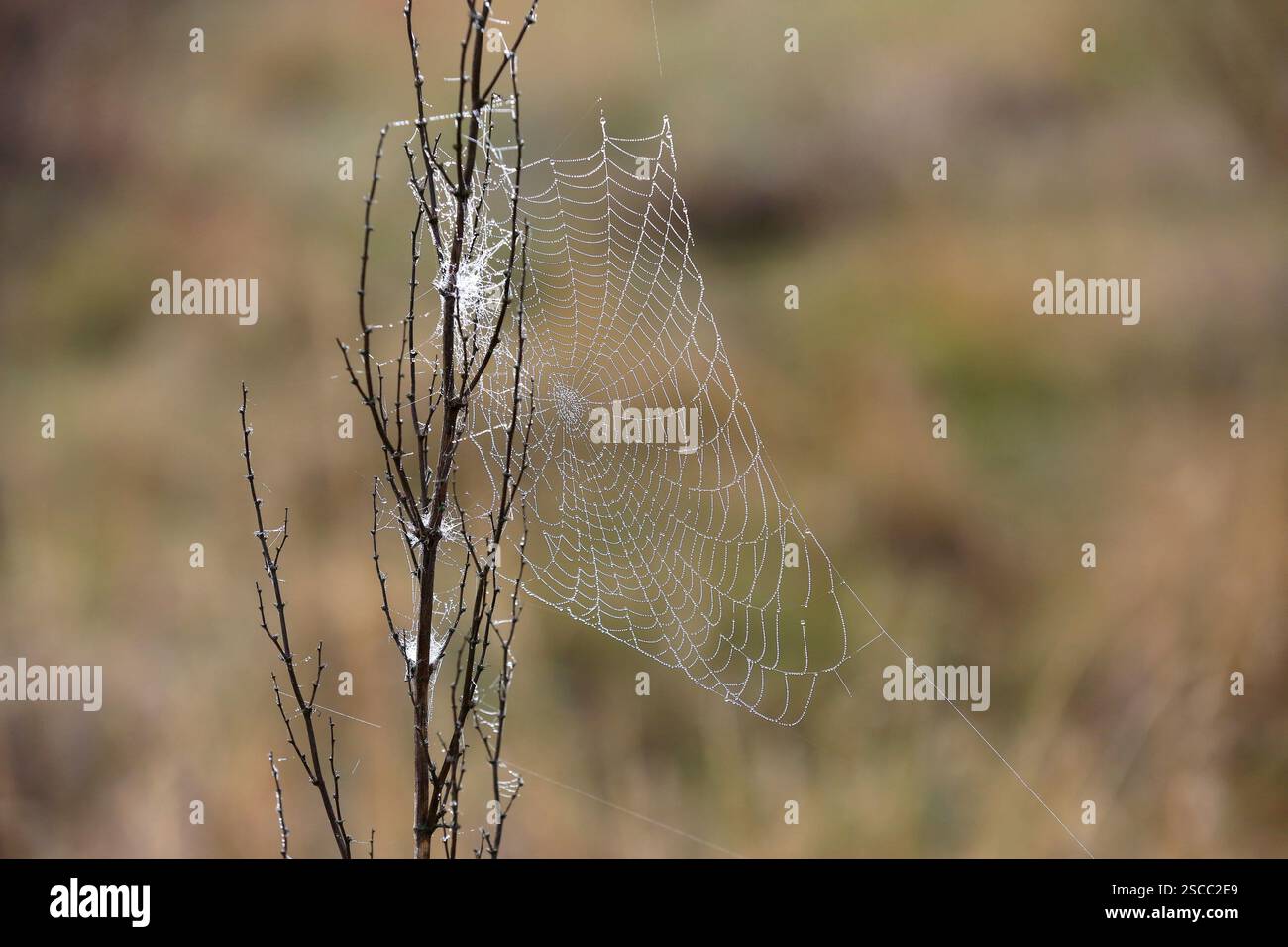 Drops on twig hi-res stock photography and images - Alamy