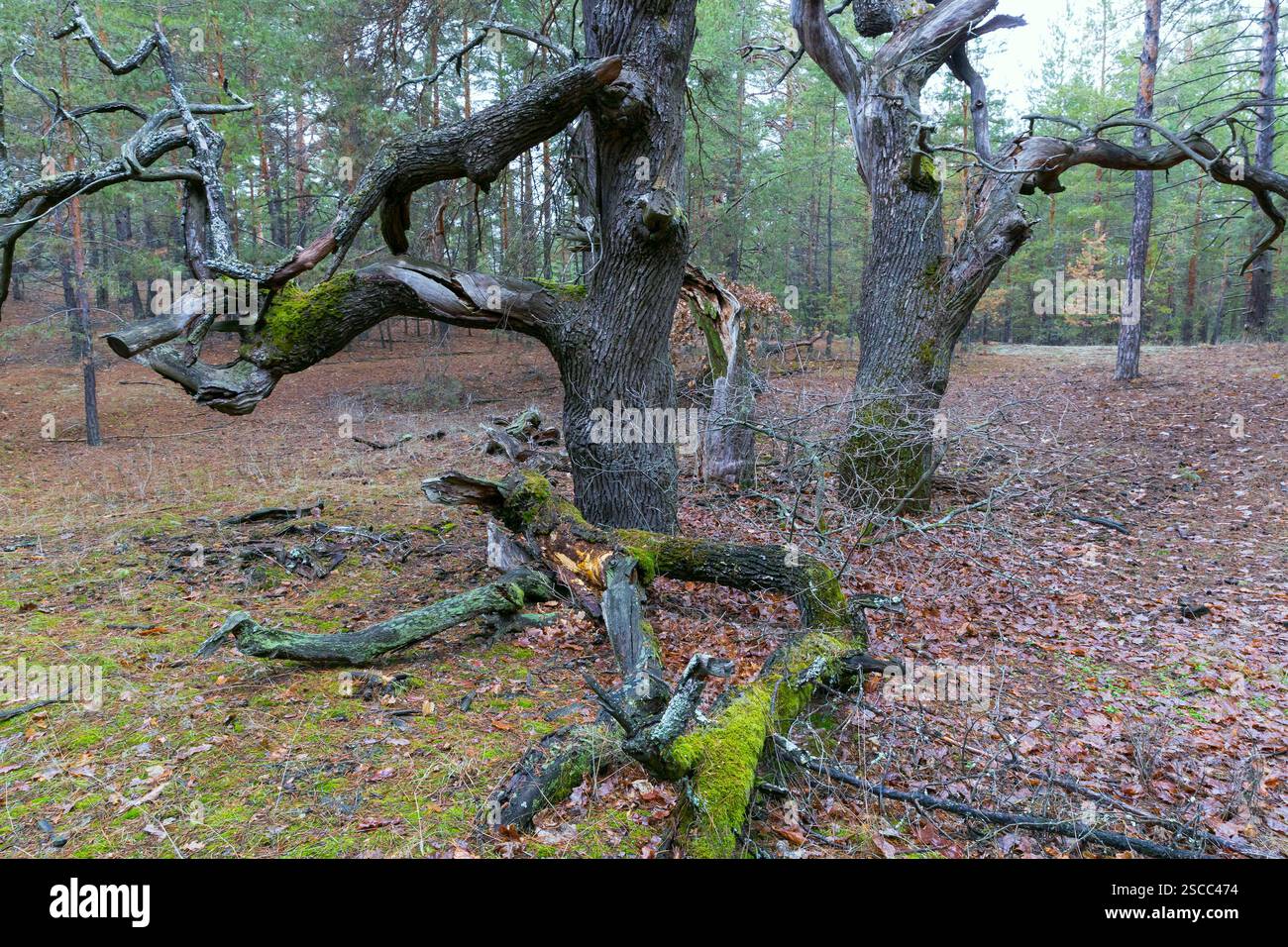 Old dead oak tree in forest Stock Photo - Alamy