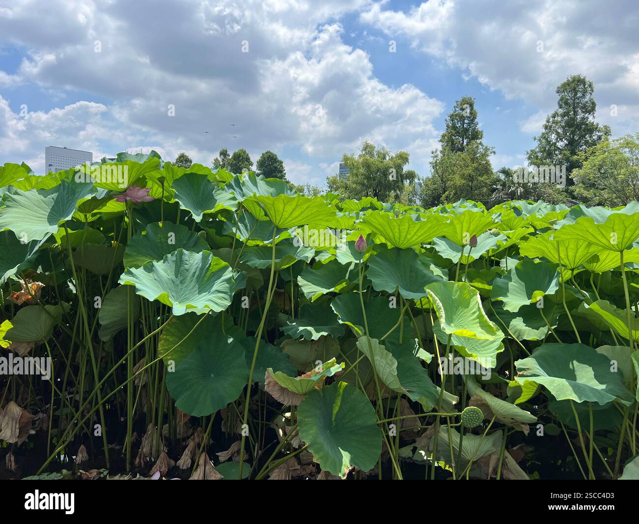 Lotus plants in varying shades of green, with blue sky above, trees and ...