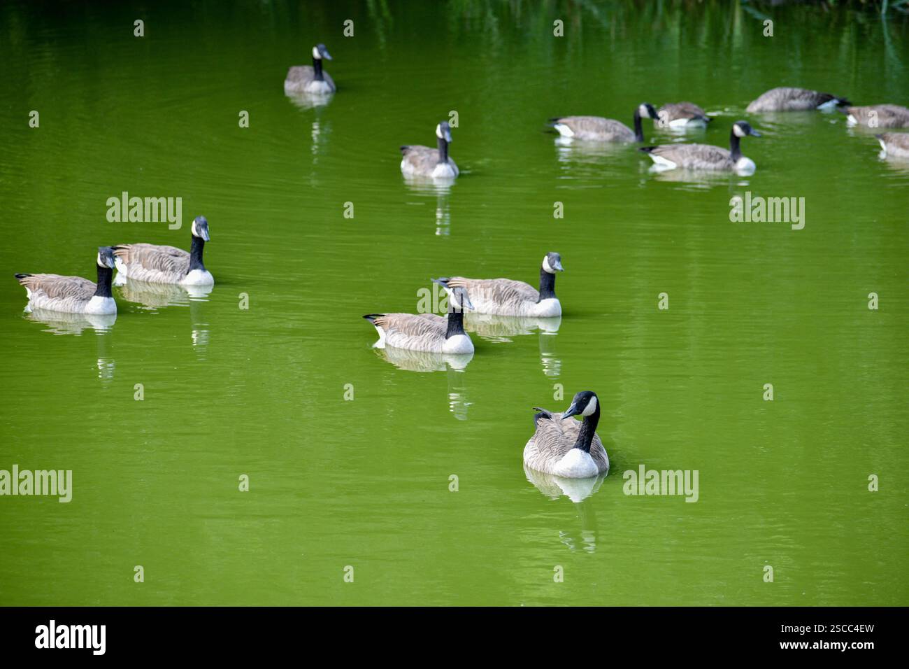 Geeses on the pond, Old Westbury Gardens Stock Photo - Alamy