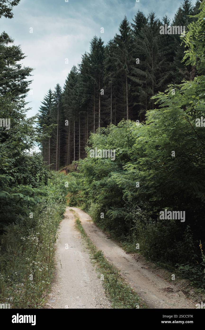Unpaved gravel road in the forest with green trees Stock Photo - Alamy