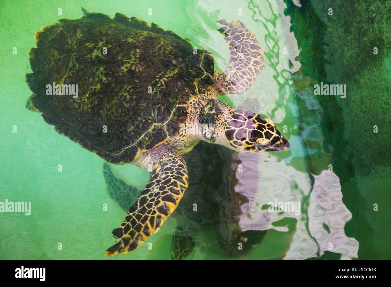 Sea turtles in the pool in the National Oceanographic Museum of Vietnam ...