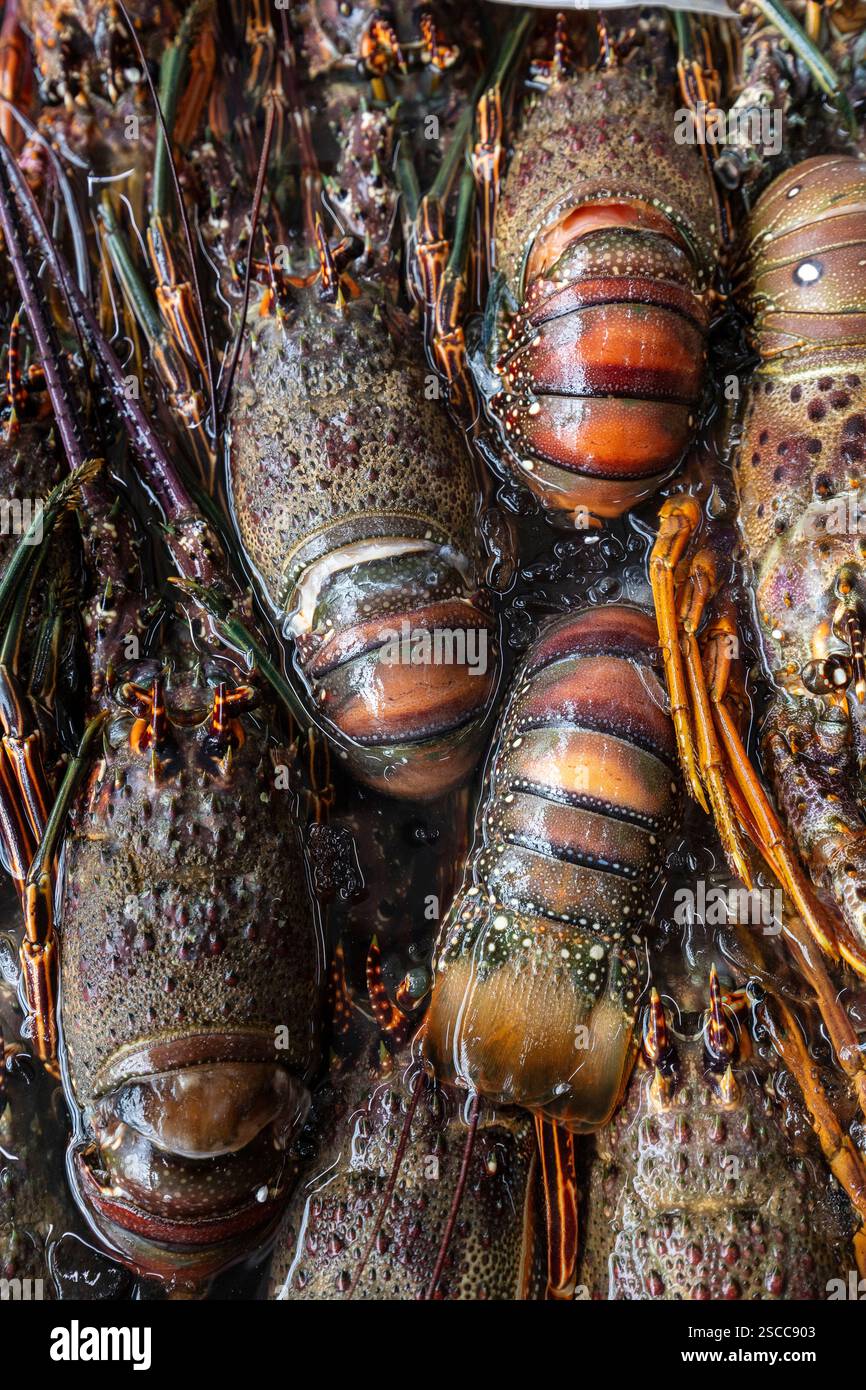 Close up of fresh lobster for sale at the fish market in Santos, Brazil ...