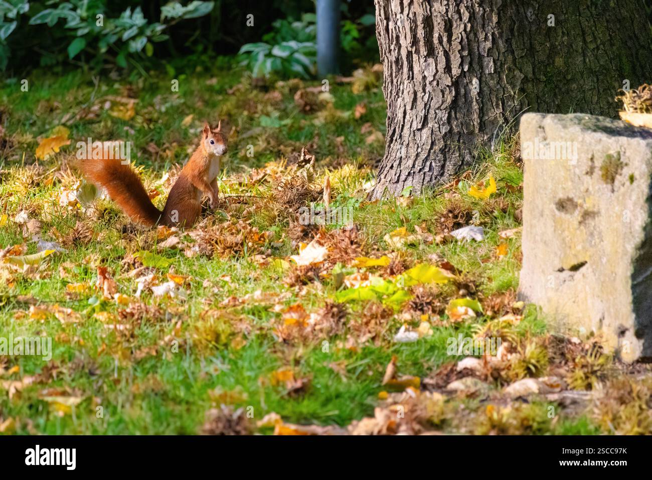 A squirrel is sitting on the ground in a grassy area. The squirrel is ...