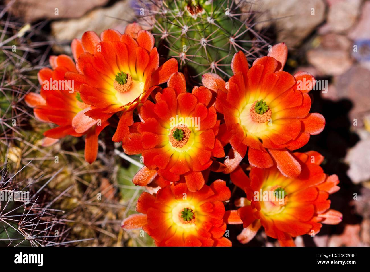 Group of red flowers with yellow centers. The flowers are in a field ...