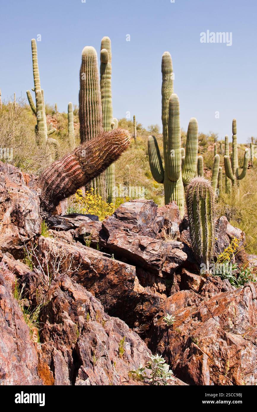 Group of cacti are growing on a rocky hill. The tallest cactus is about ...