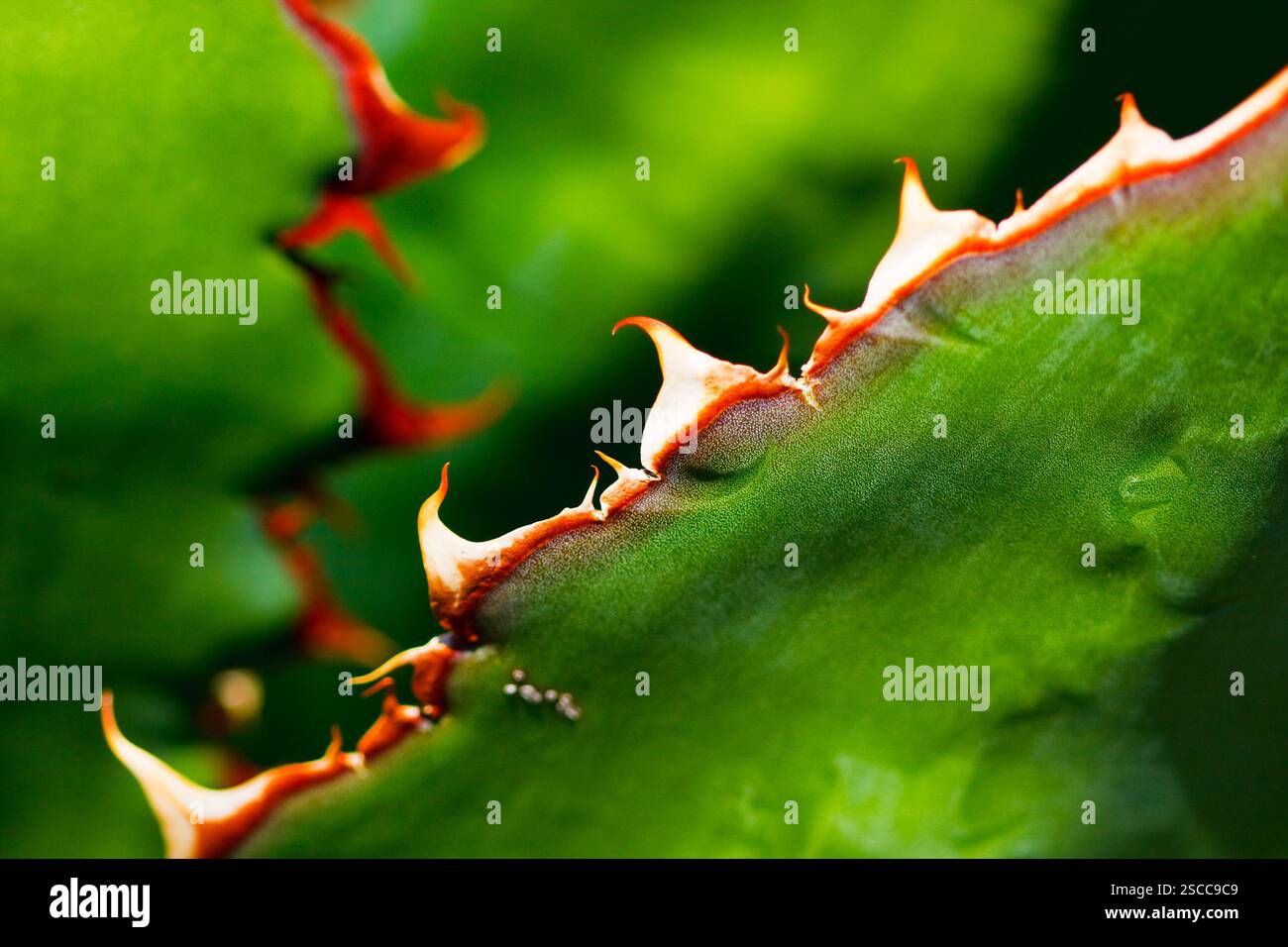 Green leaf with red spikes. The leaf is green and has a red tip Stock ...
