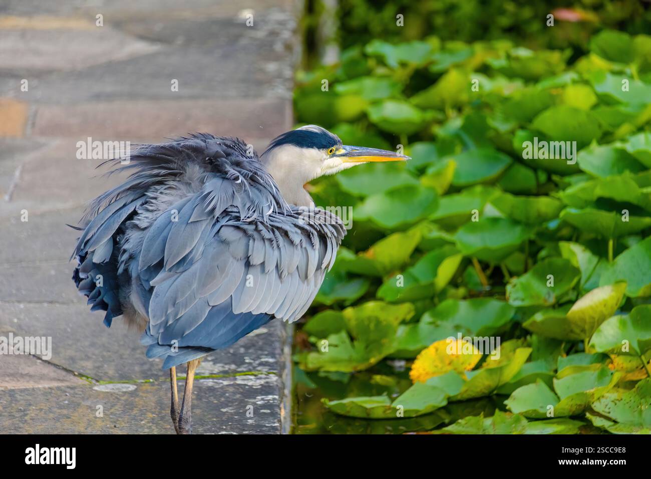 The eastern great egret, a white heron in the genus Ardea, fishing at ...