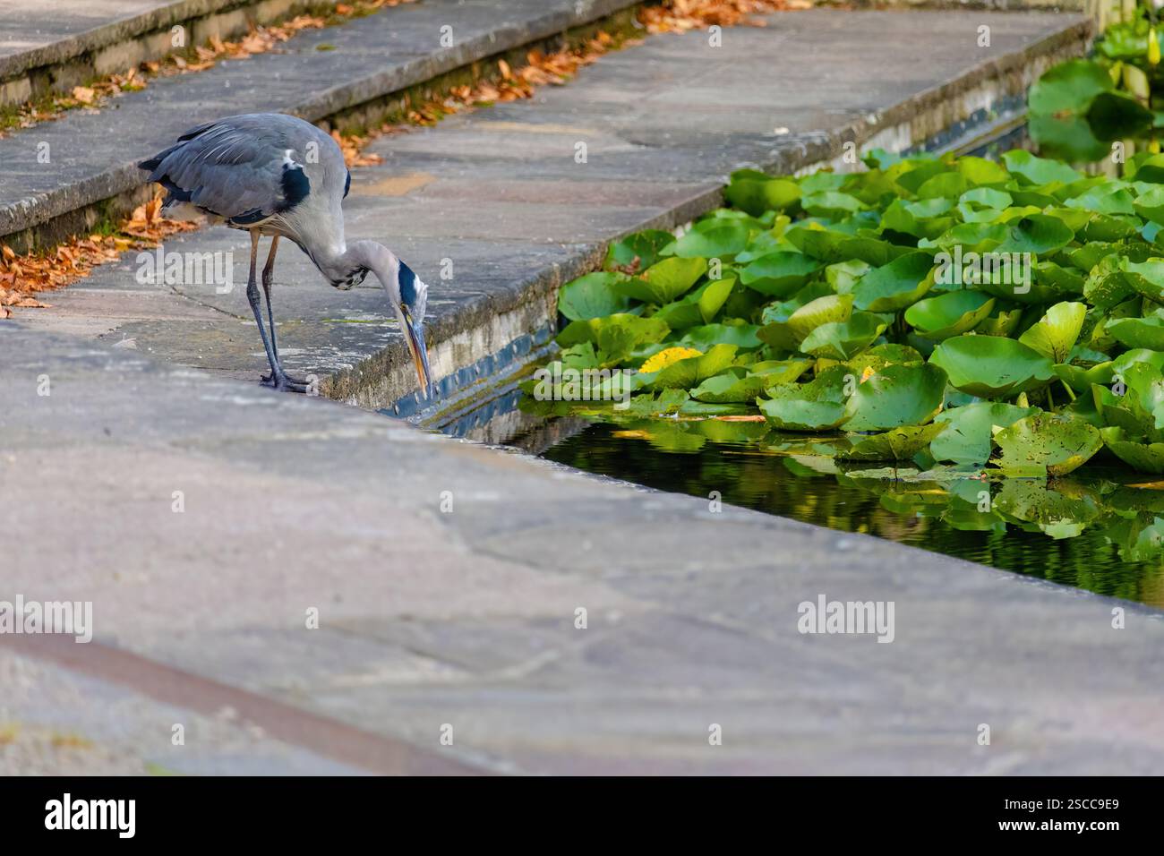 The eastern great egret, a white heron in the genus Ardea, fishing at ...