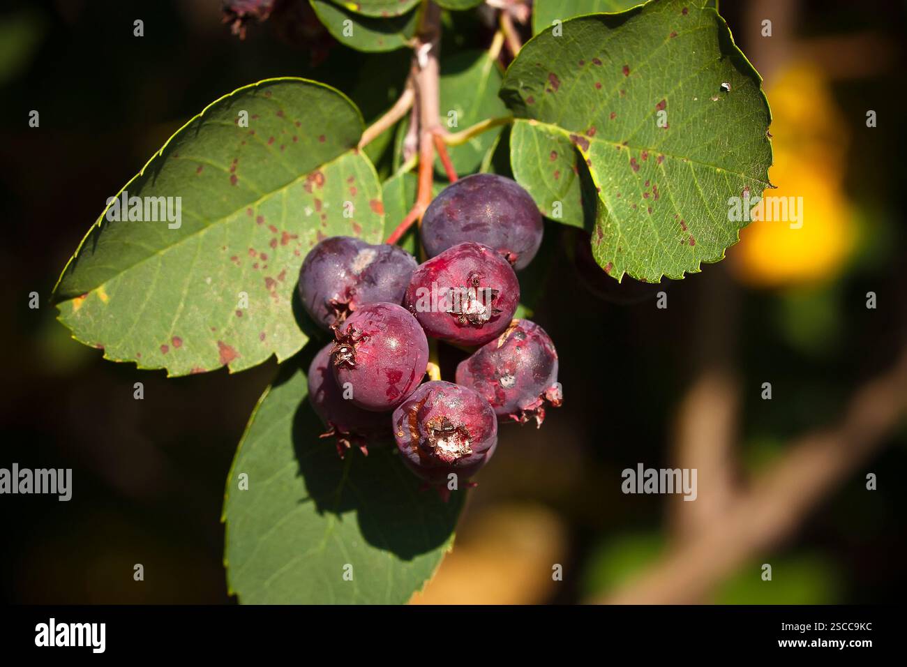 Cluster of berries on a leaf. The berries are small and red. The leaf ...