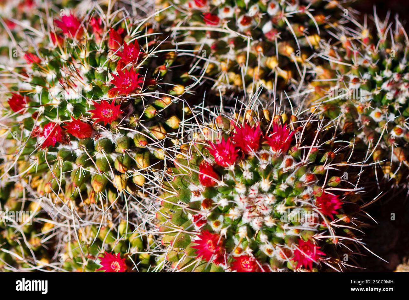 Group of cactus plants with red flowers. The flowers are small and ...