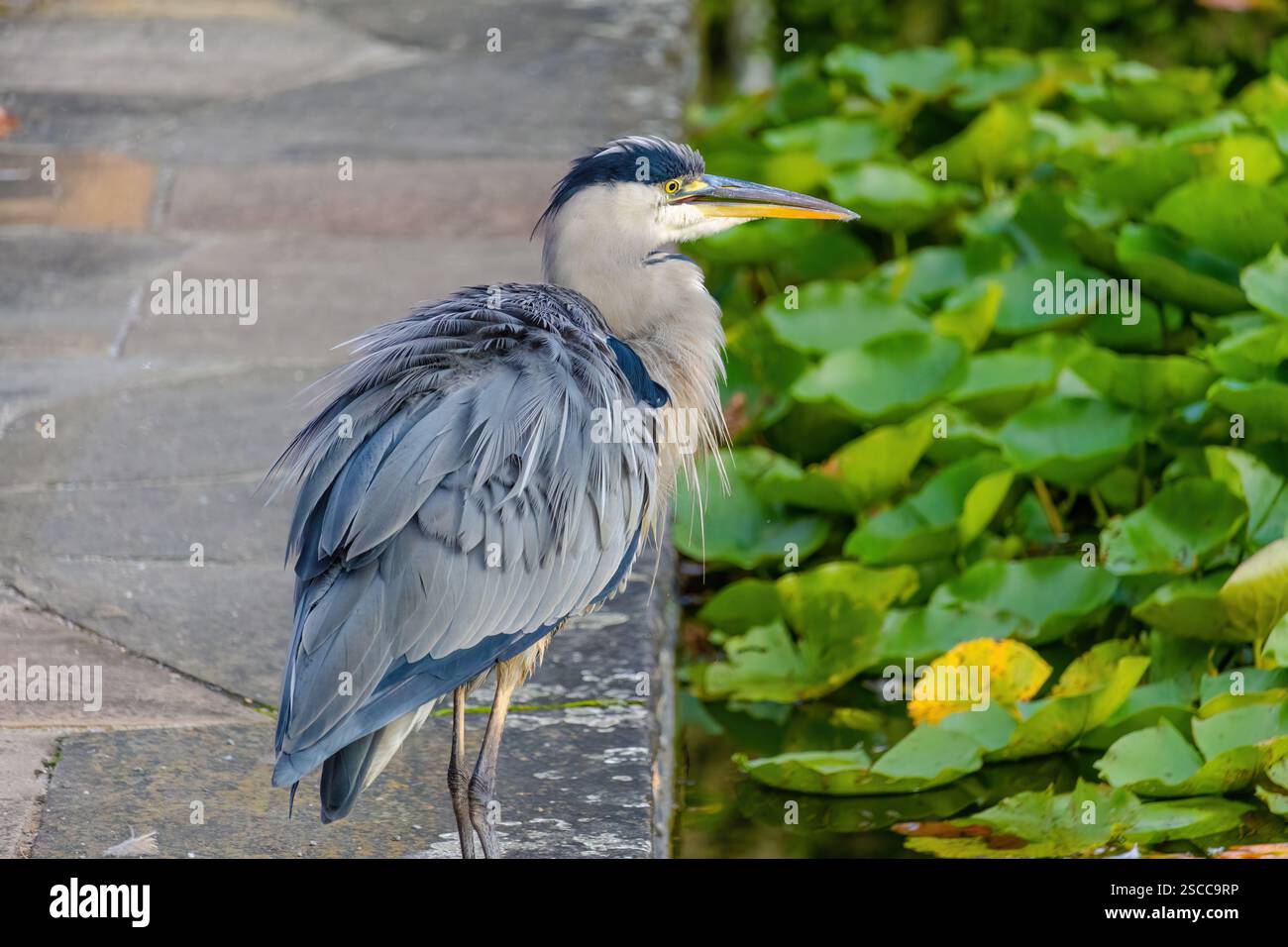 The eastern great egret, a white heron in the genus Ardea, fishing at ...