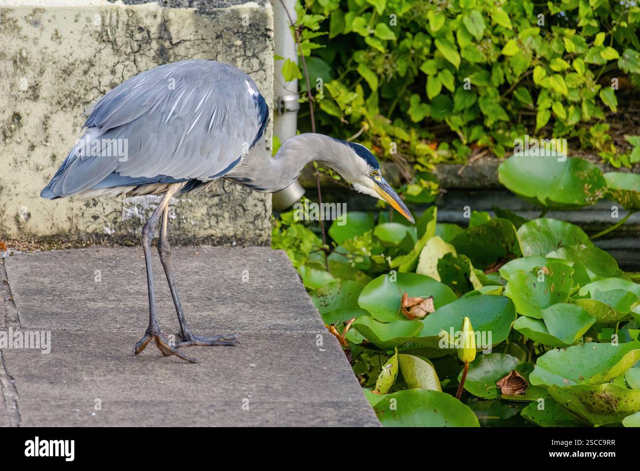 The eastern great egret, a white heron in the genus Ardea, fishing at ...
