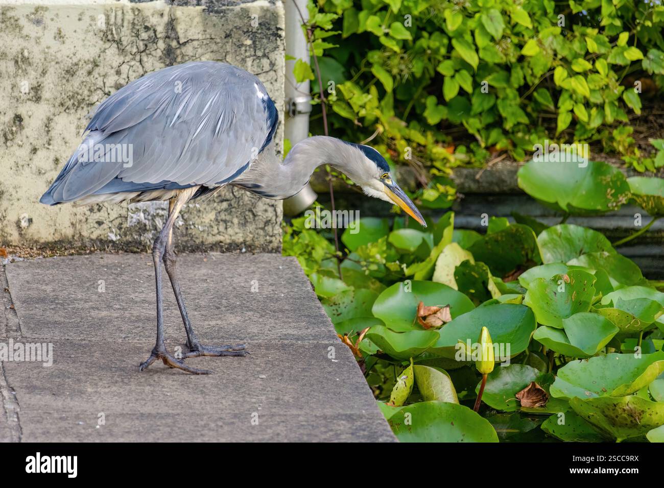 The eastern great egret, a white heron in the genus Ardea, fishing at ...